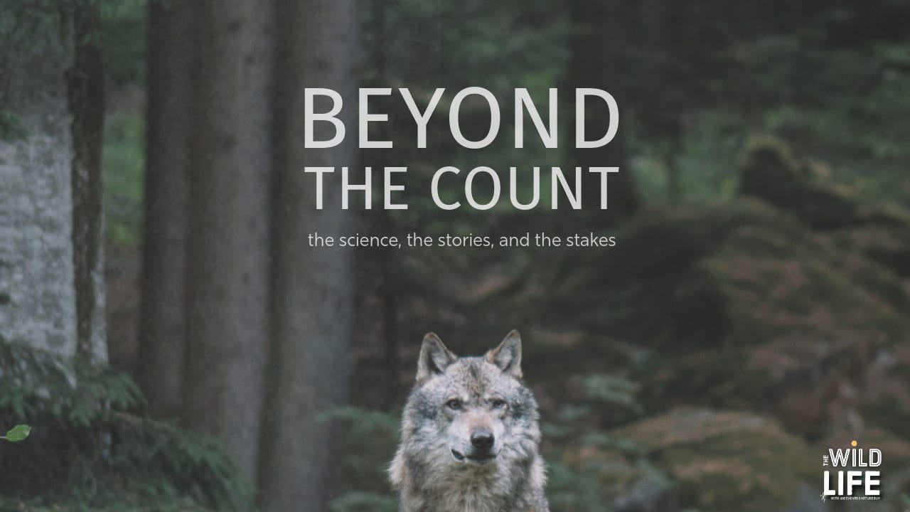 The MN Wolf Count: What the Numbers Do (and Don't) Tell Us