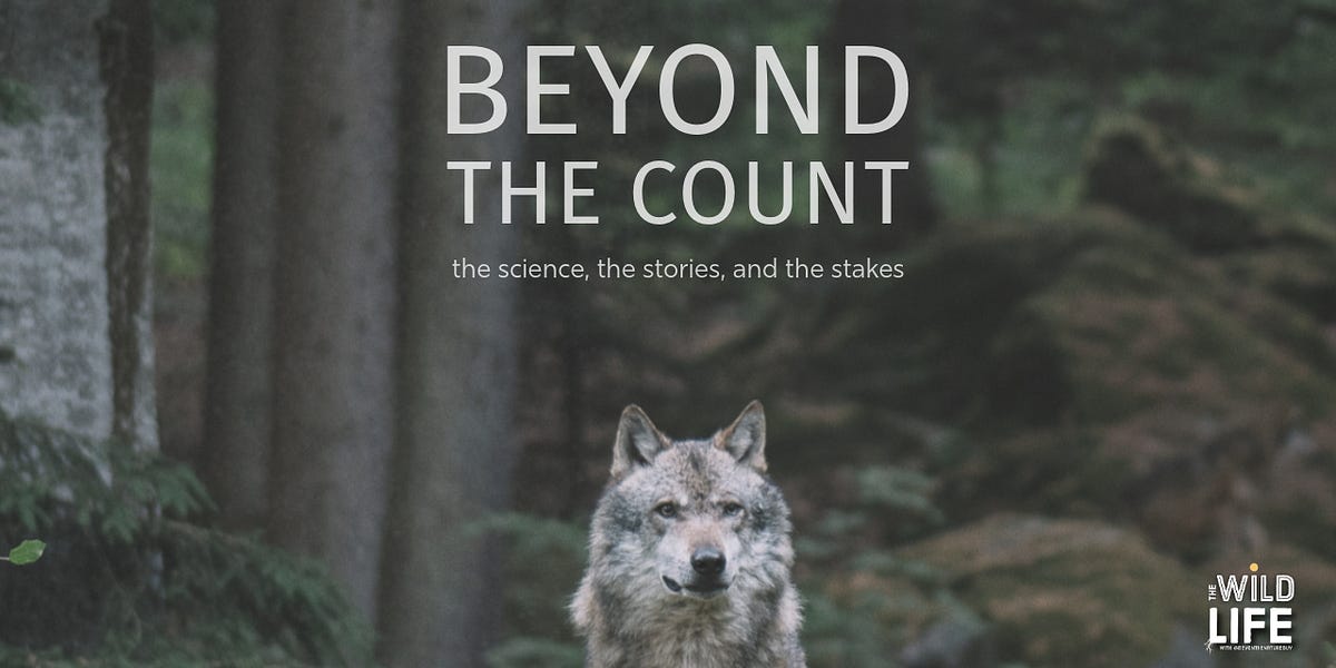 The MN Wolf Count: What the Numbers Do (and Don't) Tell Us