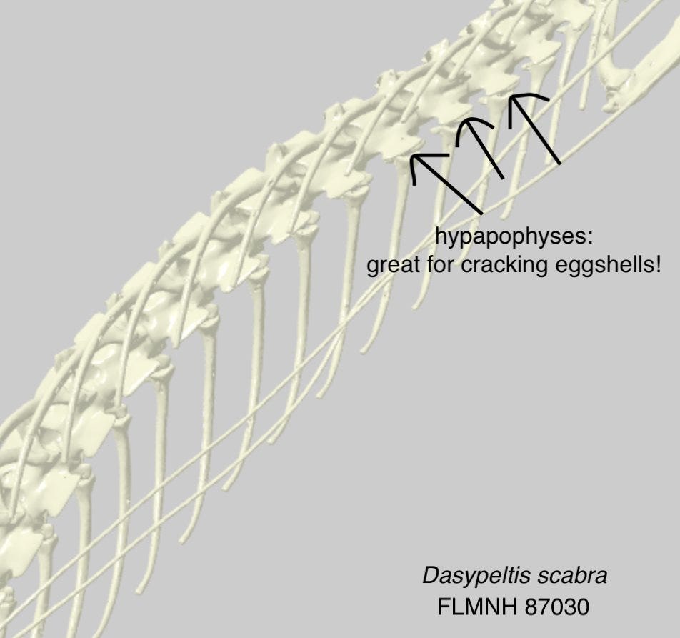 What Good Are Ribs? Ask an Ankylosaur - by David Maskill