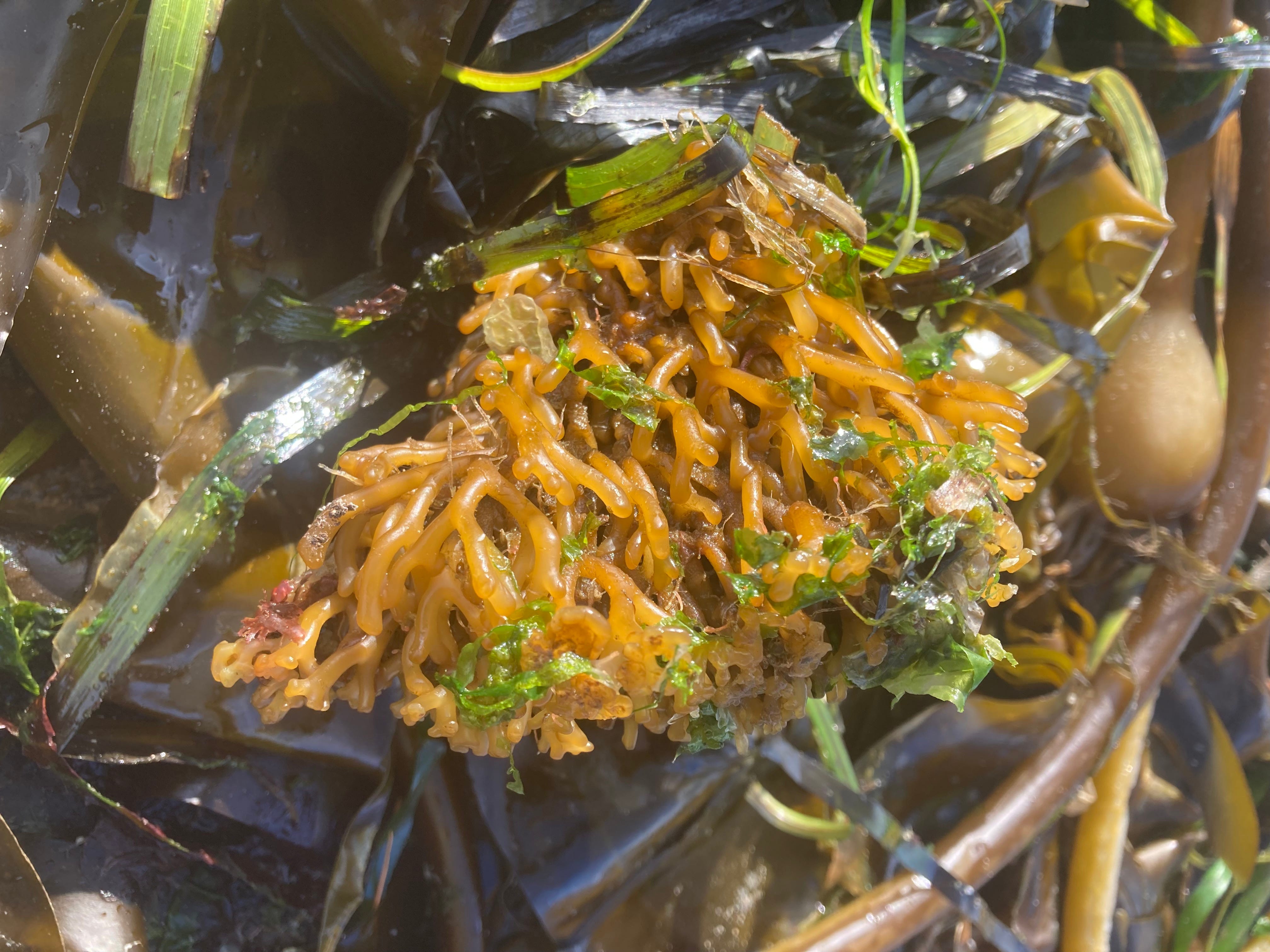 The Art of Underwater Adhesion: Seaweed Holdfasts