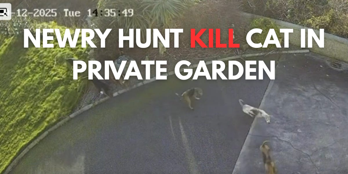 SHAMEFUL! Newry Hunt kill cat in private garden