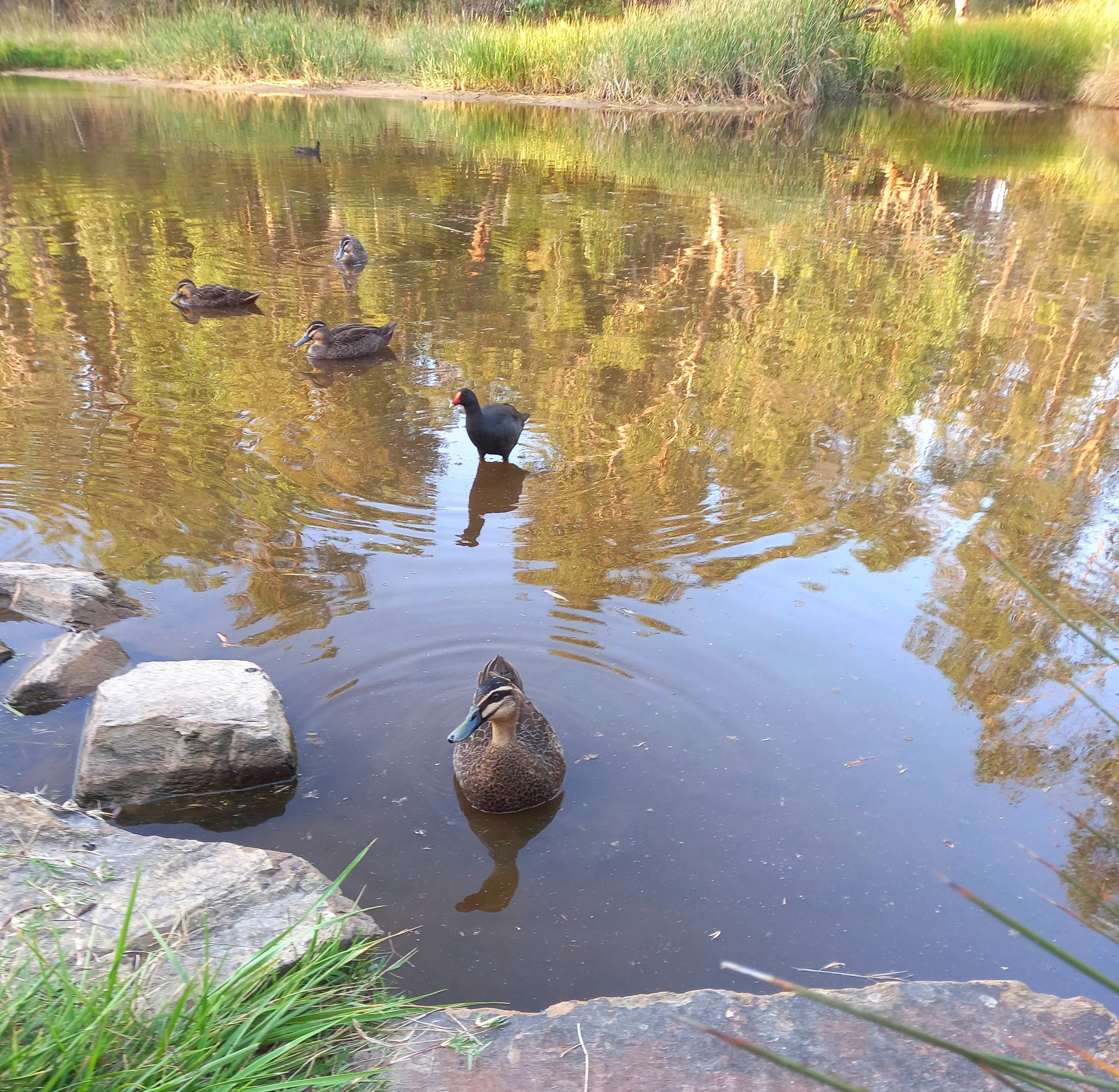 Monday poem: Wild - creating well’s Substack