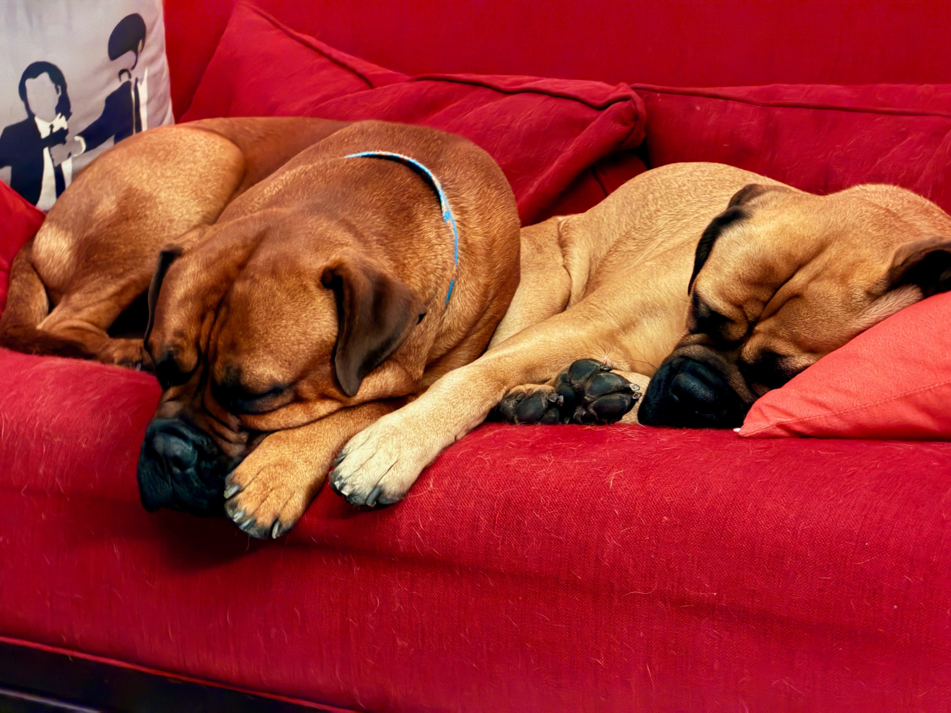 A Chocolate Boulevardier That Drinks Like a Manhattan