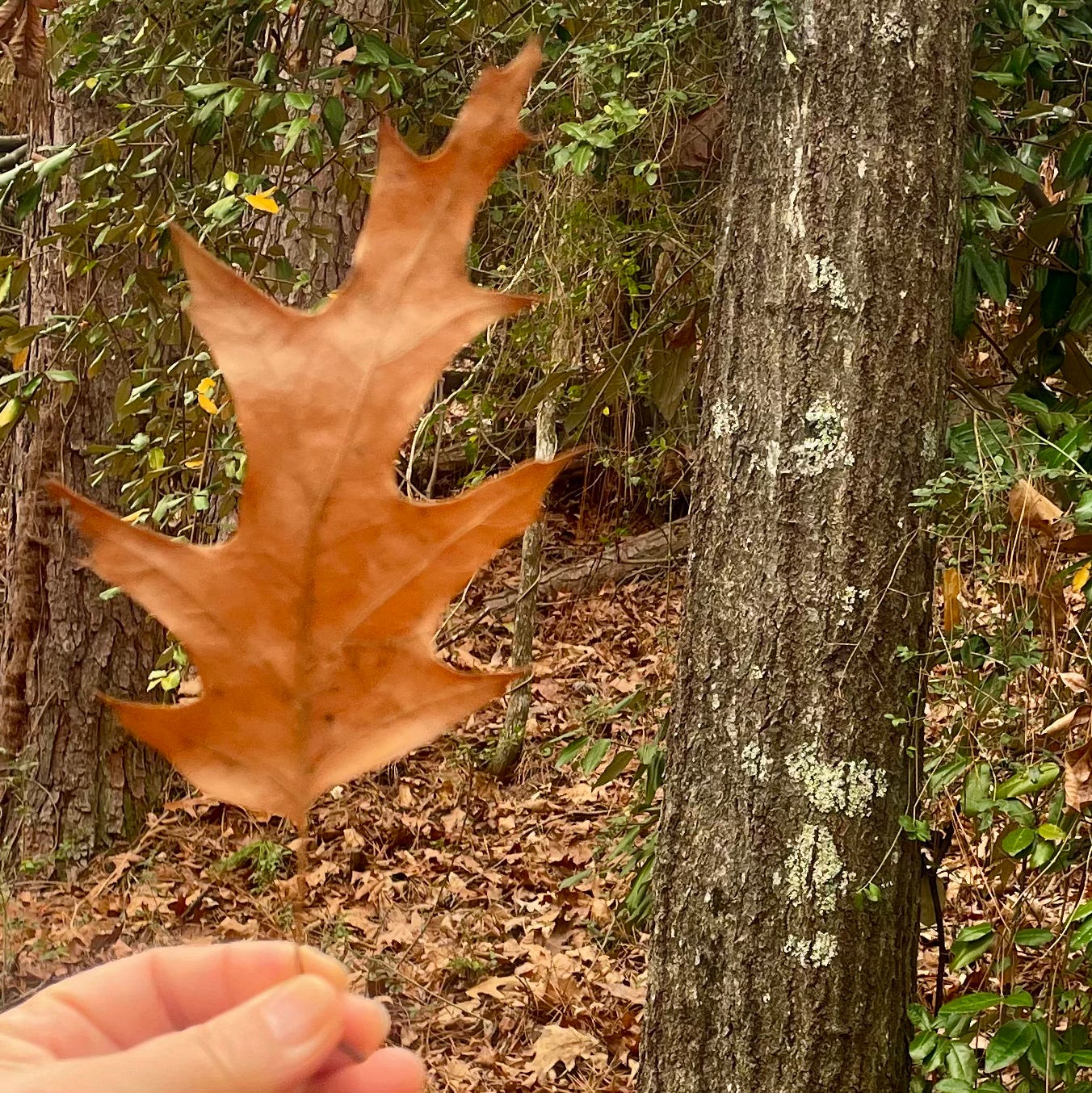 brown leafless tree