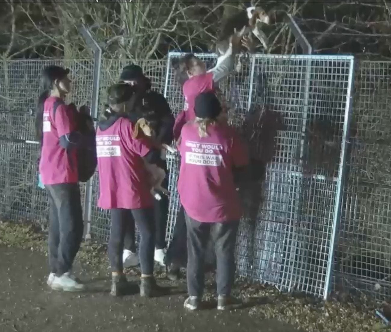 Not Guilty: Inside the Trial for Rescuing MBR Beagles