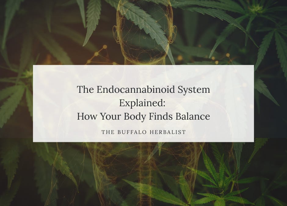 The Endocannabinoid System Explained: How Your Body Finds Balance