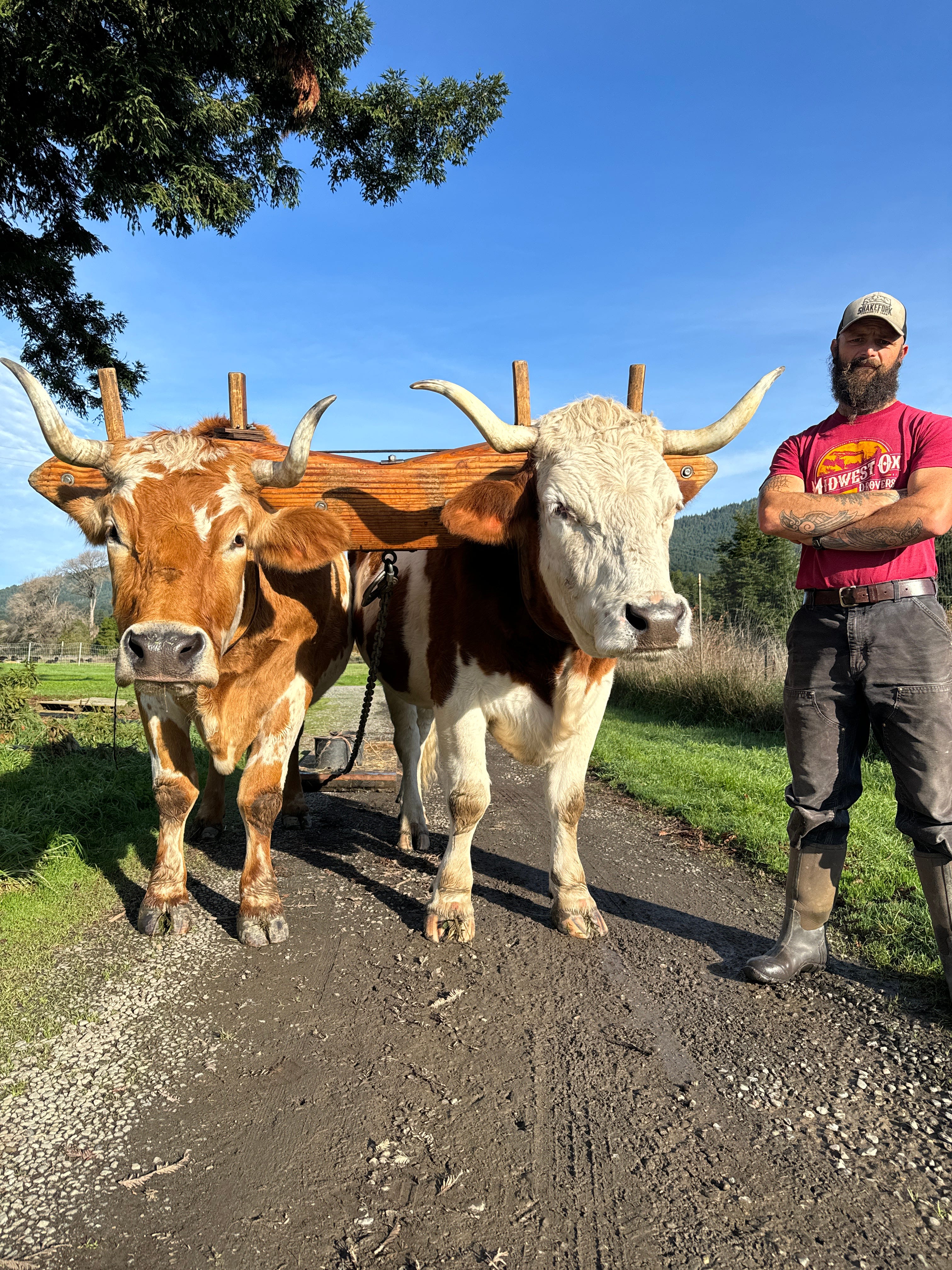Yokes and Yoking - Cattle Culture
