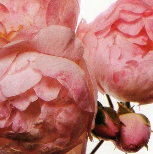 The Edit by Paloma Meehan | Substack