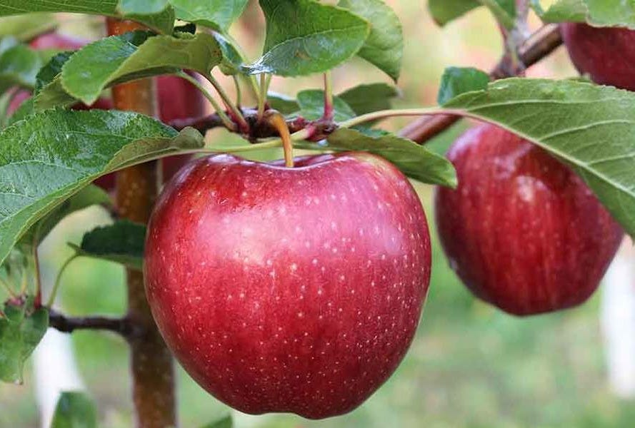 Autumn Apples - by Patricia A Branning