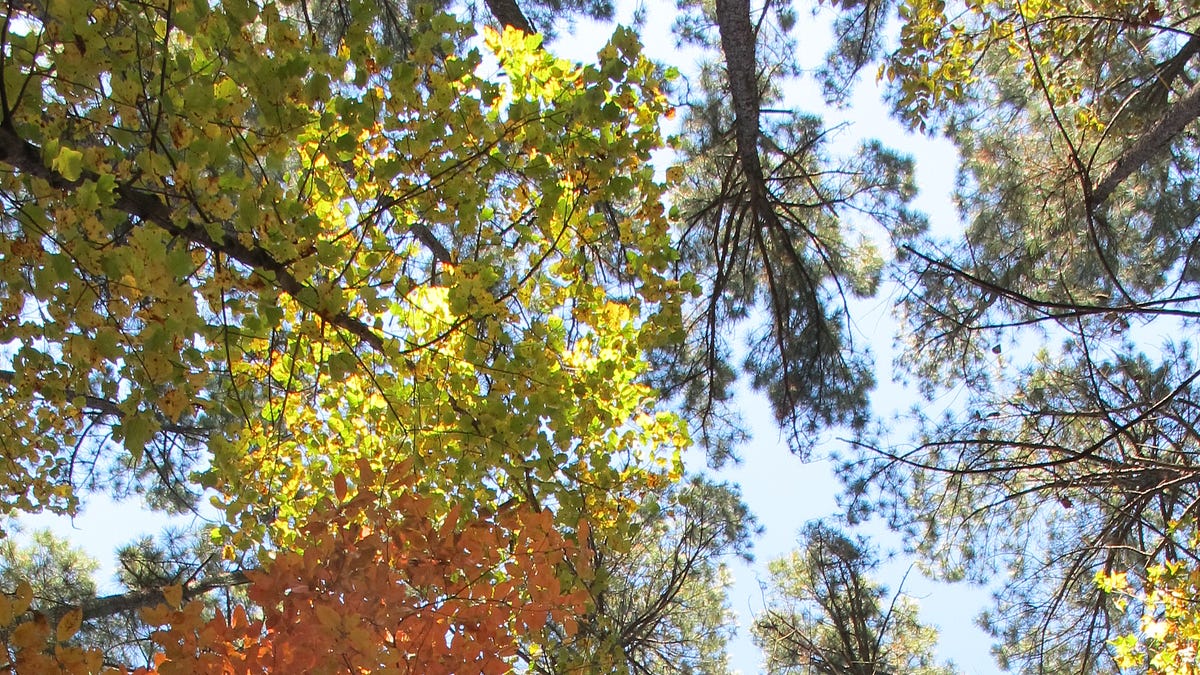 do trees move without wind