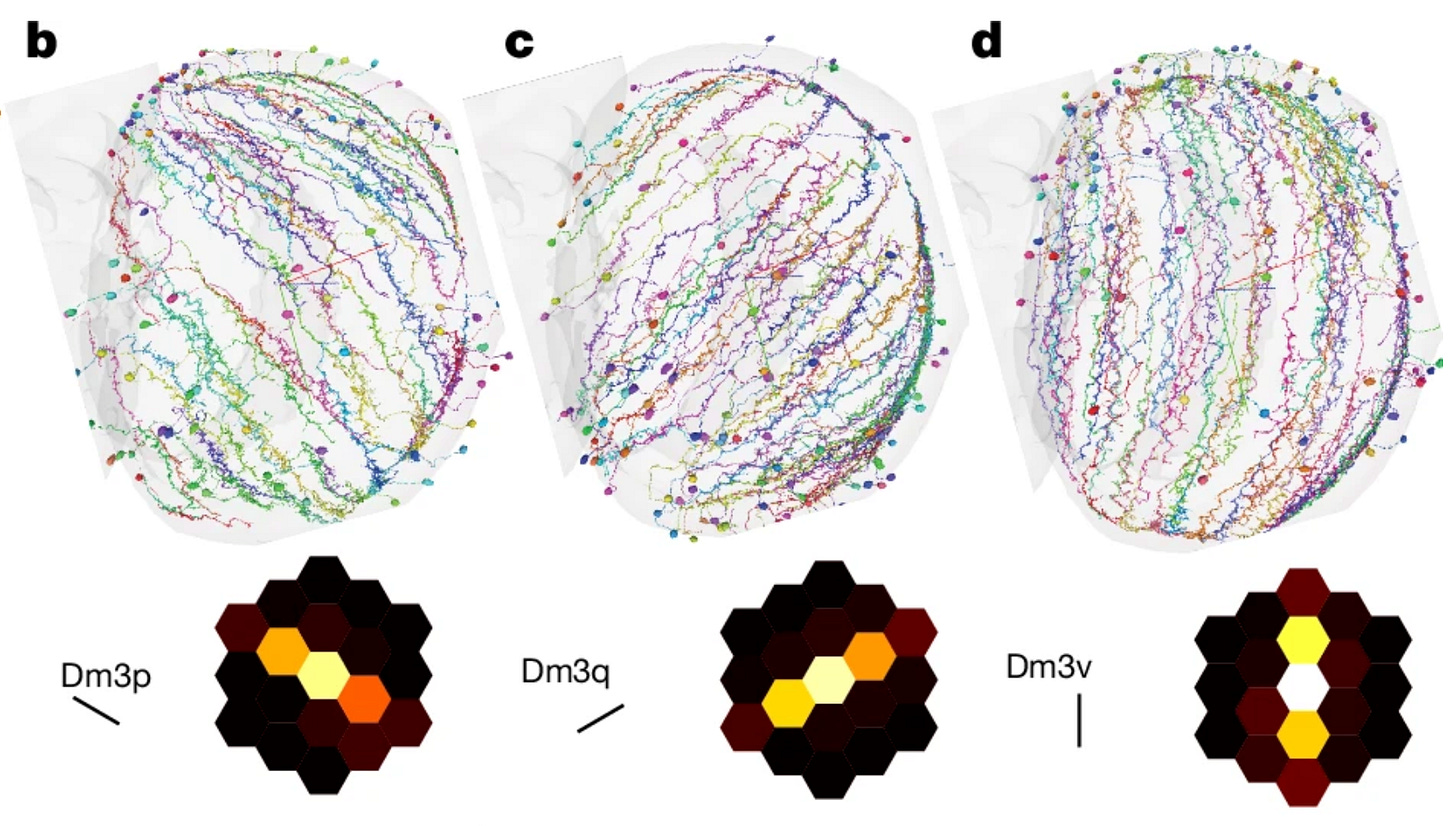 A primer on FlyWire, a complete connectome of the fly