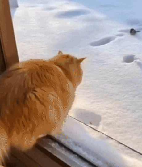 Cat-Shaped Snow Angel - by Martini Glambassador