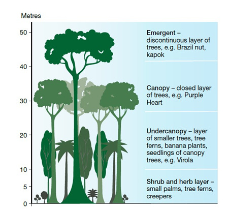 Rainforest Trees Layers