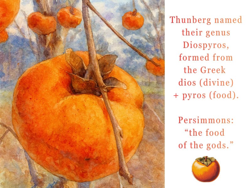 Persimmons: History, Symbolism & Divine Meaning