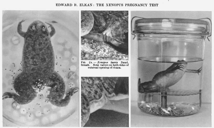 A Brief History of Xenopus - Asimov Press