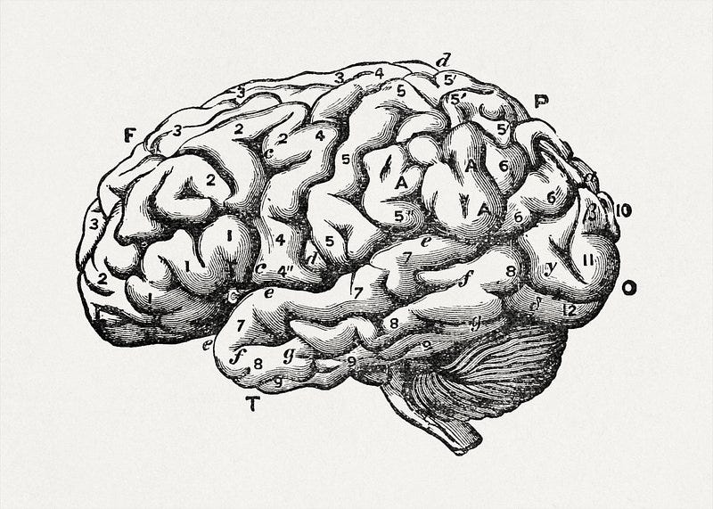 AP Psychology Review: Neuroscience
