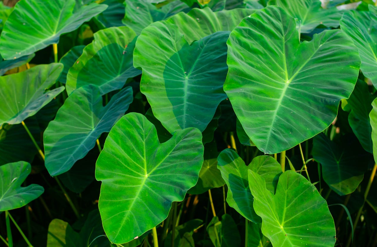 Laing and the Humble Taro Leaf that Defines Bicolano Flavor