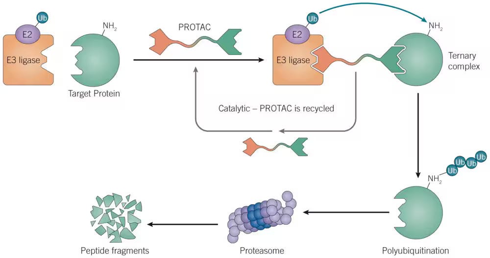 Unlocking the Power of Novel Molecules for Catalysis in Drug Discovery ...