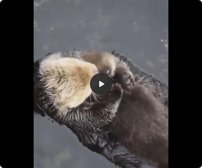 In Otter News (@inotternews): "I just find everything feels a bit ...