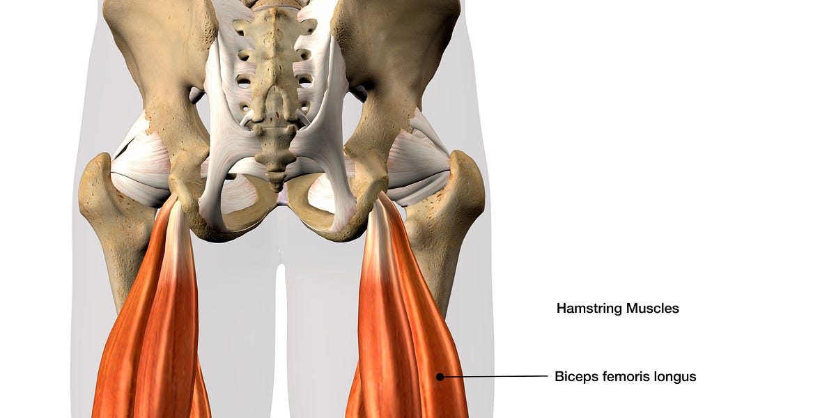 origin hamstrings