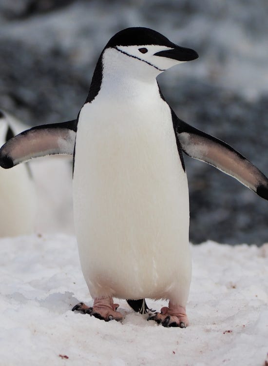 Meet the 18 Penguins of the World (Yes, There Are That Many!)