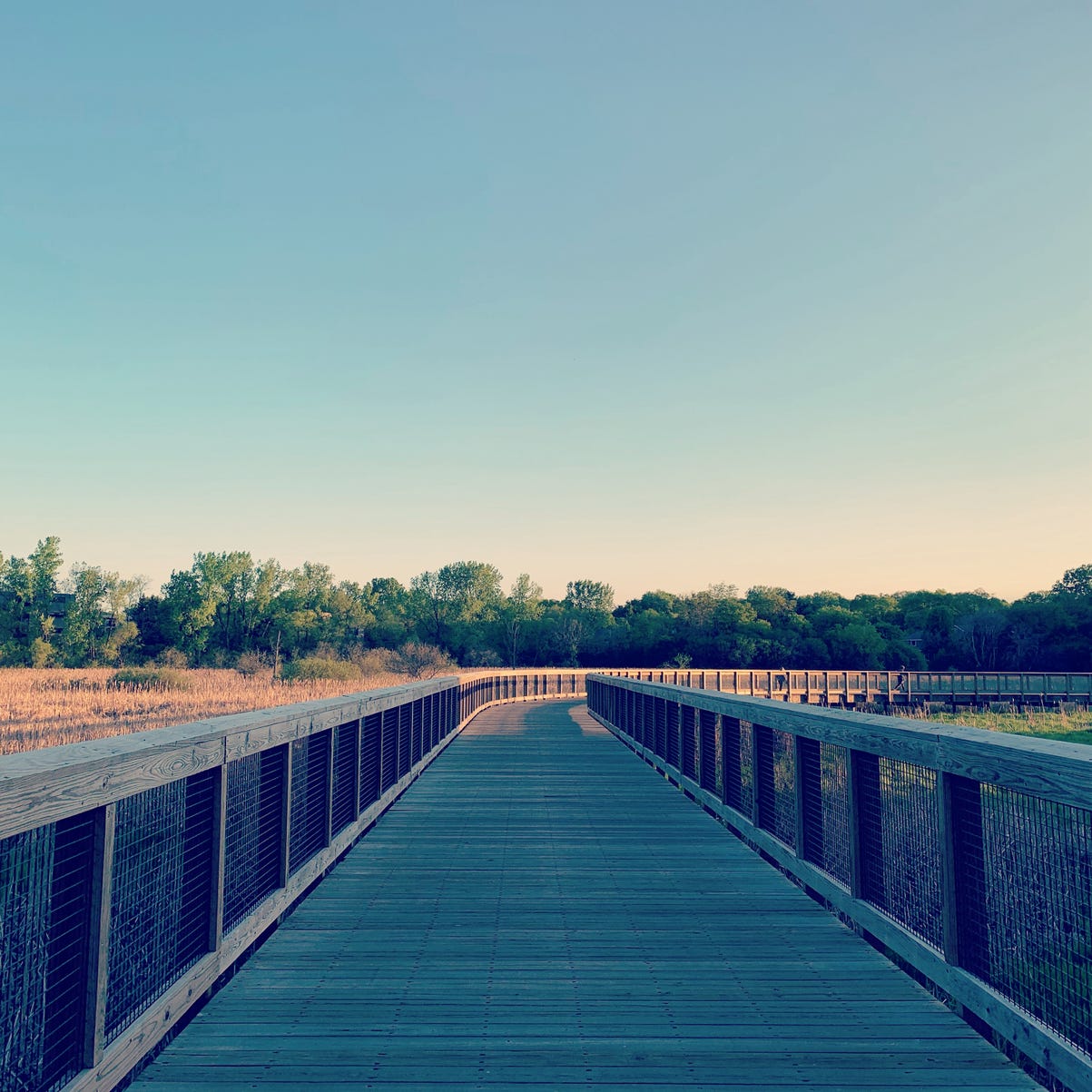 Lake Cornelia Commentary | Substack