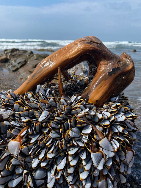 goose barnacles uk