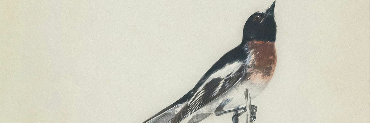 Kendall Dunkelberg | Substack