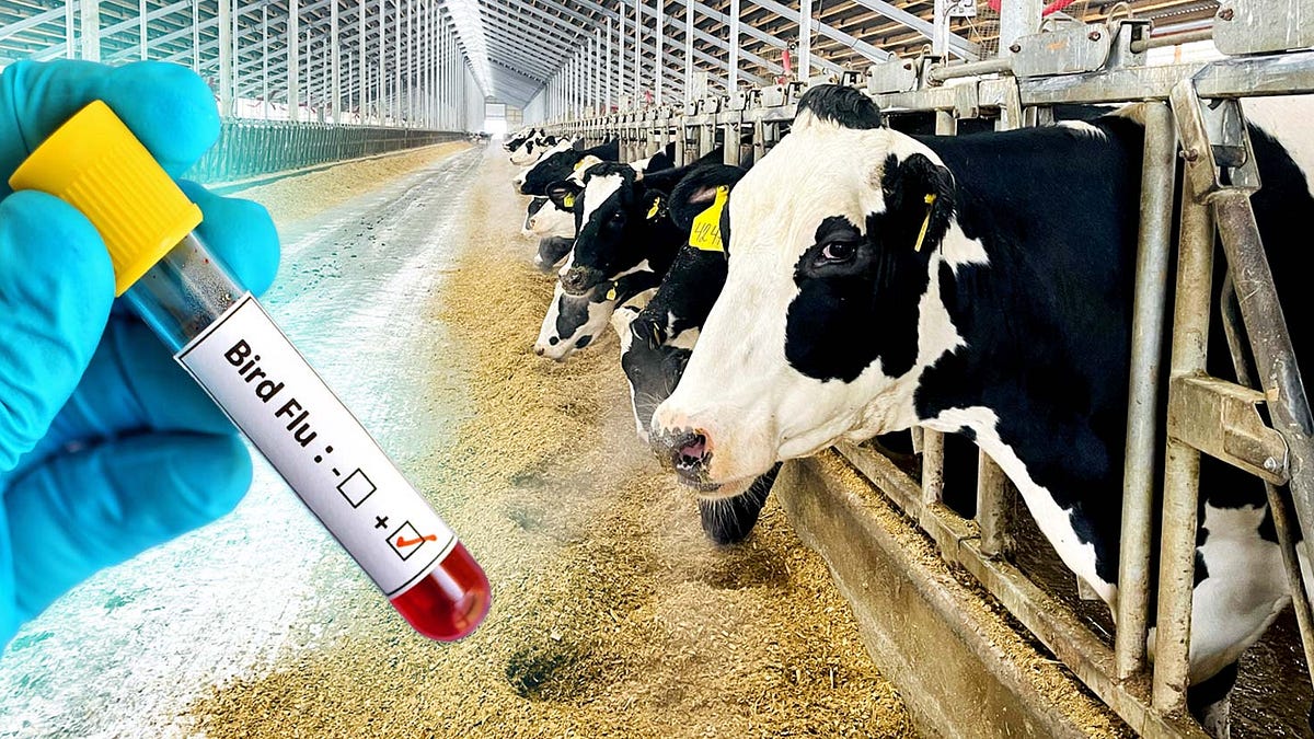 Comments - Exclusive: Bird Flu Outbreak 40 Miles From Wisconsin Lab ...