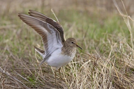 Word of the Day: STINT - by Mike Bergin - Roots2Words