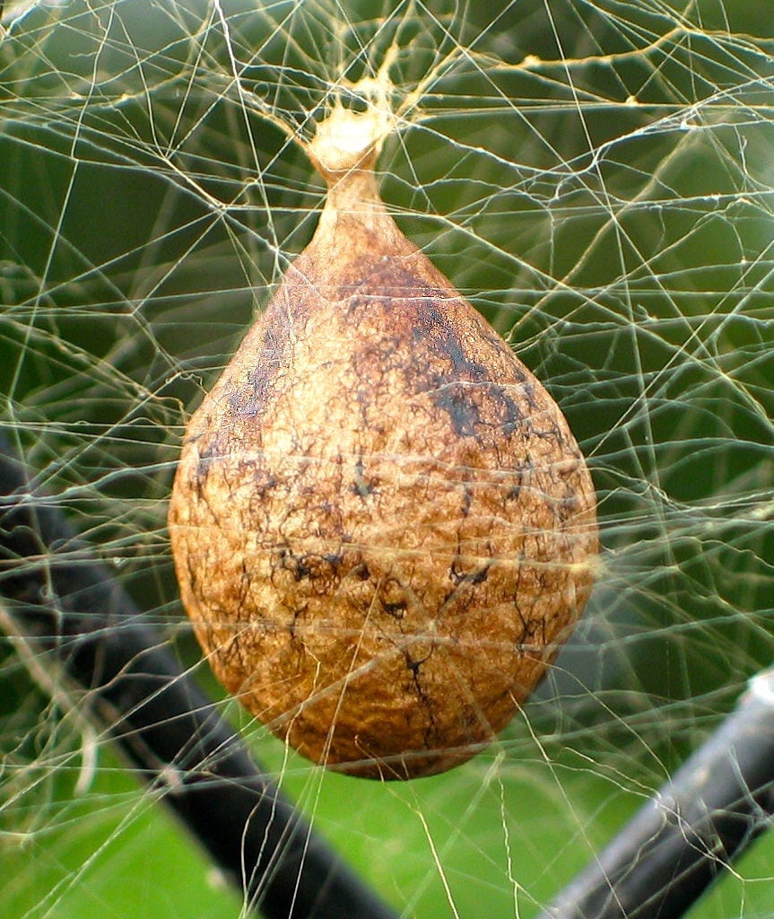 The Cultivation of Spider Crops - by Lame Cherry