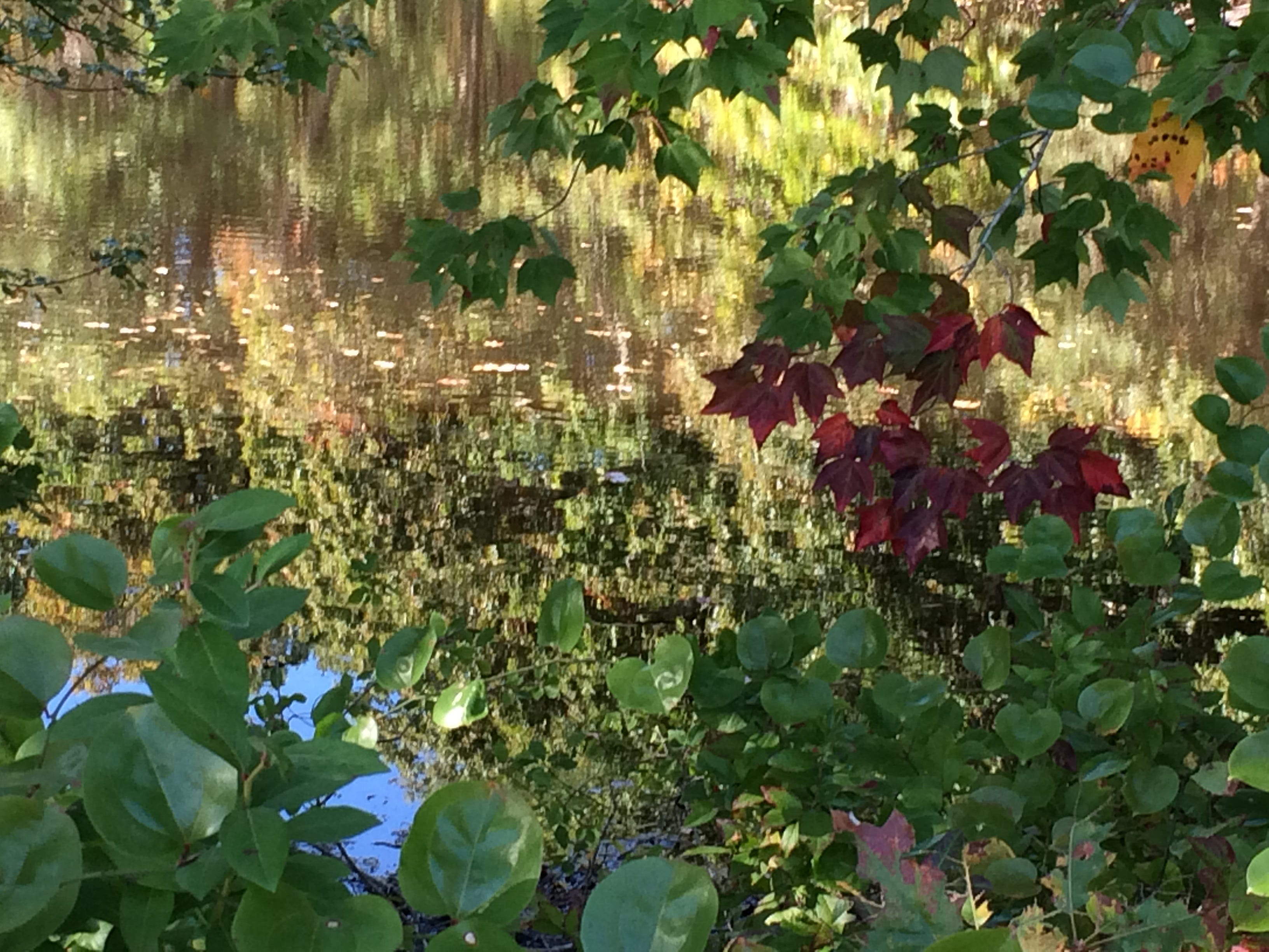 The Consolation of Lily Pads - So Already by Joan Soble