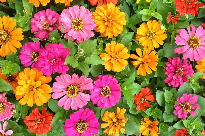 What Flower Symbolism Is Linked to Protection and Strength?
