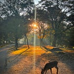 David Whyte | Substack