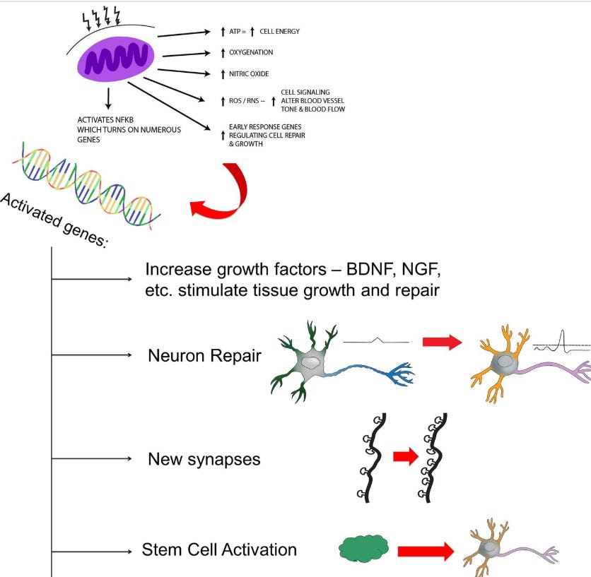 The basics of red light therapy. - by George Ferman