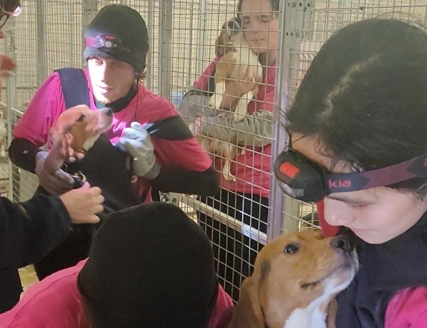Comments - What the Jury Heard Today: Rose’s Testimony on the MBR Beagles