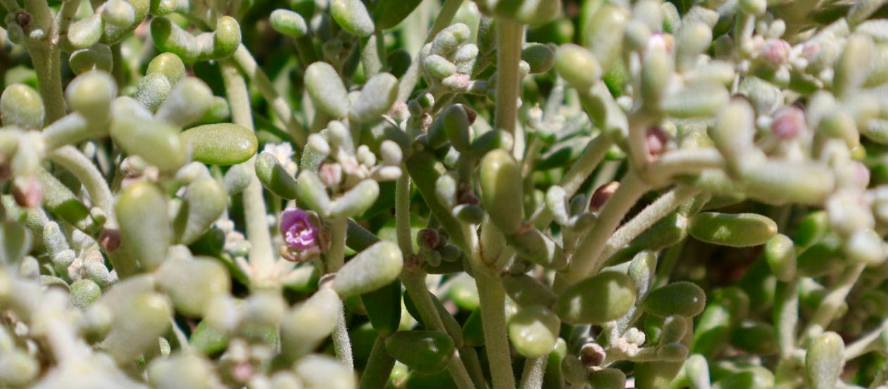 Desert Plants of Morocco: Fascinating Flora of the Sahara