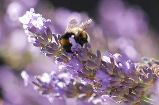 Radiant Frequency | Substack