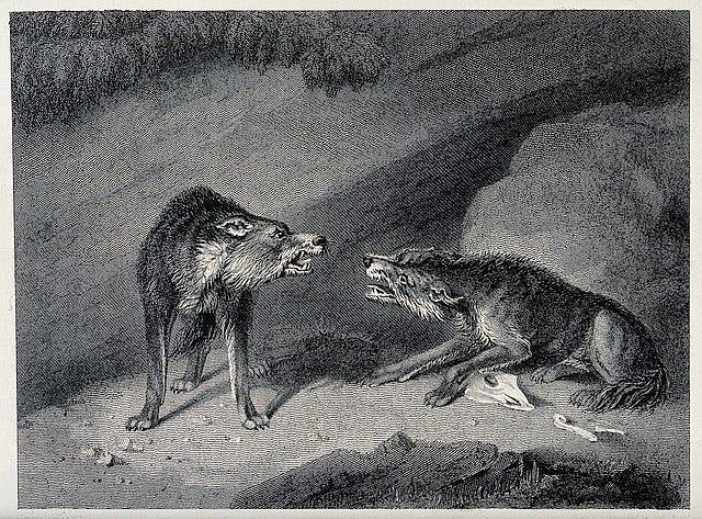 Comments - Walkthrough Week 7: The Wolf You Feed