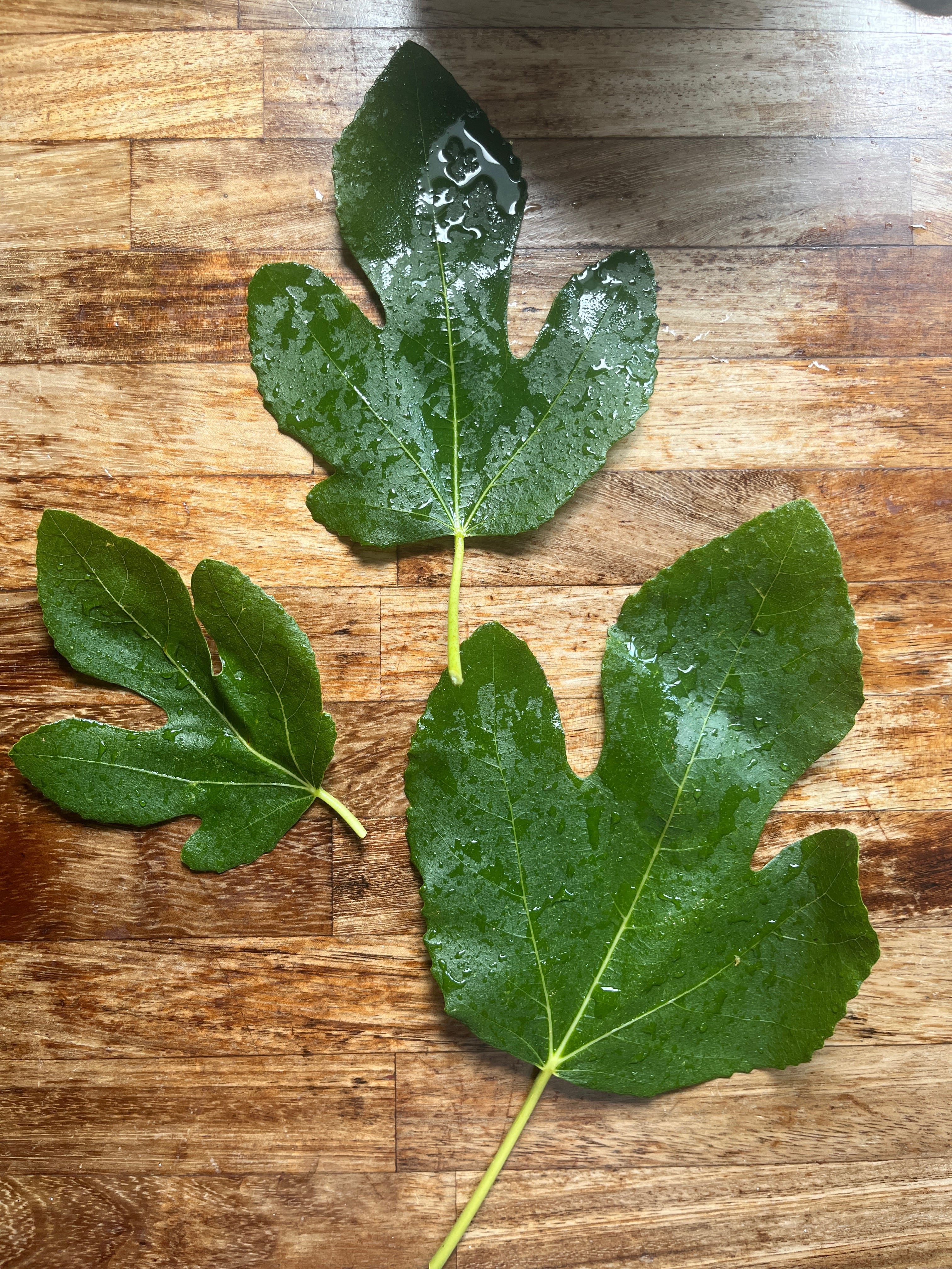 Kitchen Project #107: All about Fig Leaves - by Nicola Lamb