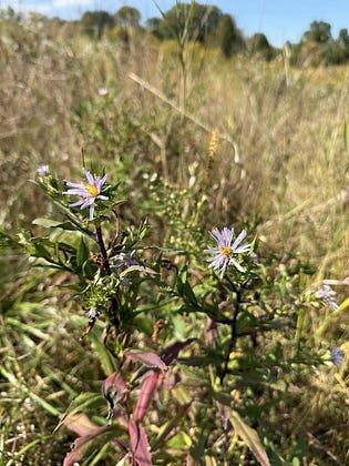 Alexandra Fasulo | Substack