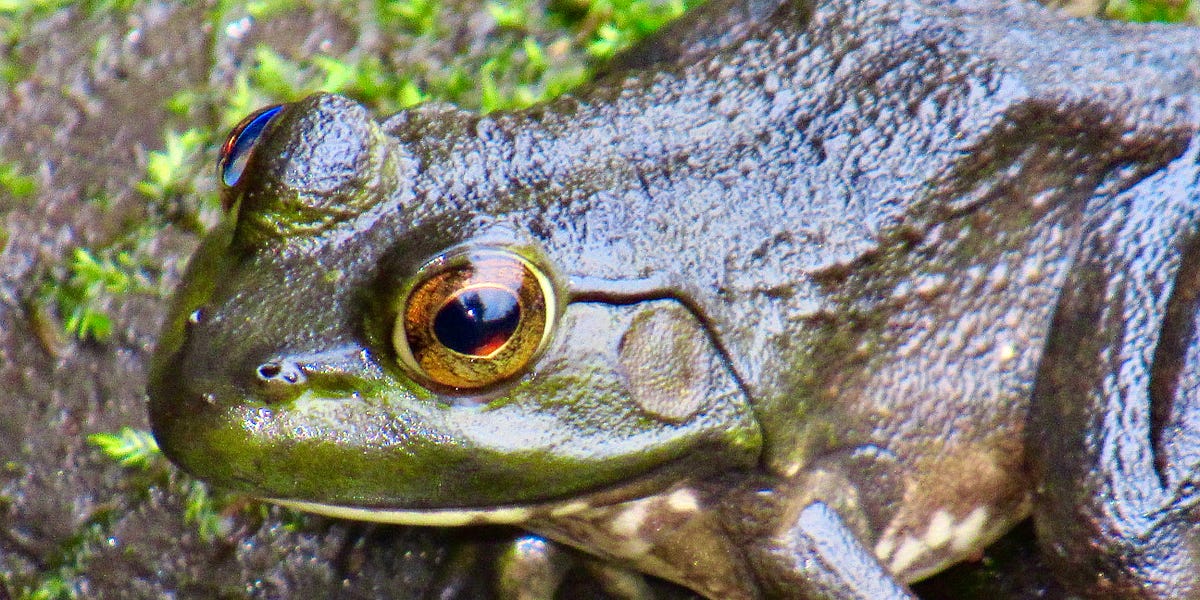 Flowers, animals and detail - by Jessica Rose