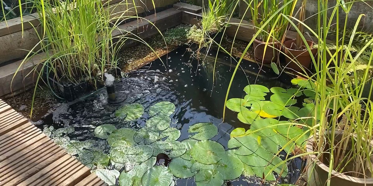 How to Make a Tiny Organic Pool