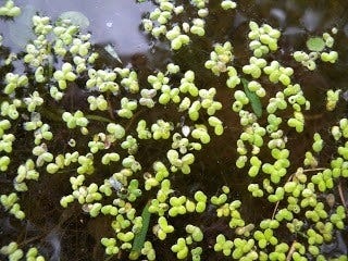 Duckweed and Watermeal (Lemna and Wolffia spp.)