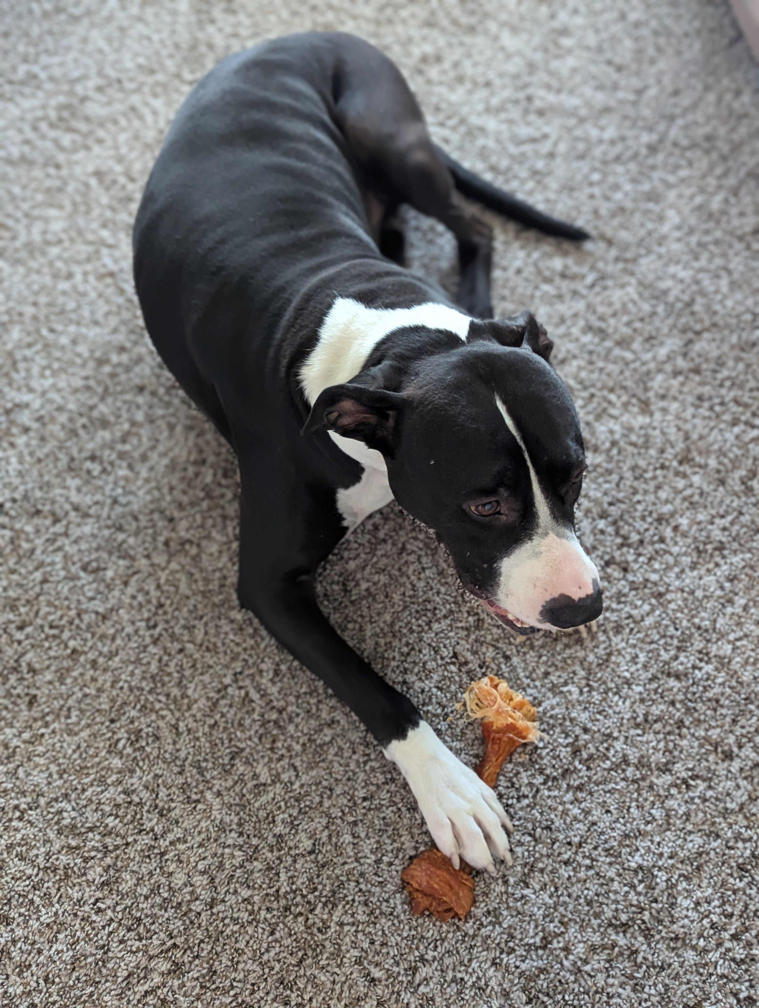 basil grows - by Carol Banks Weber (Coggie)