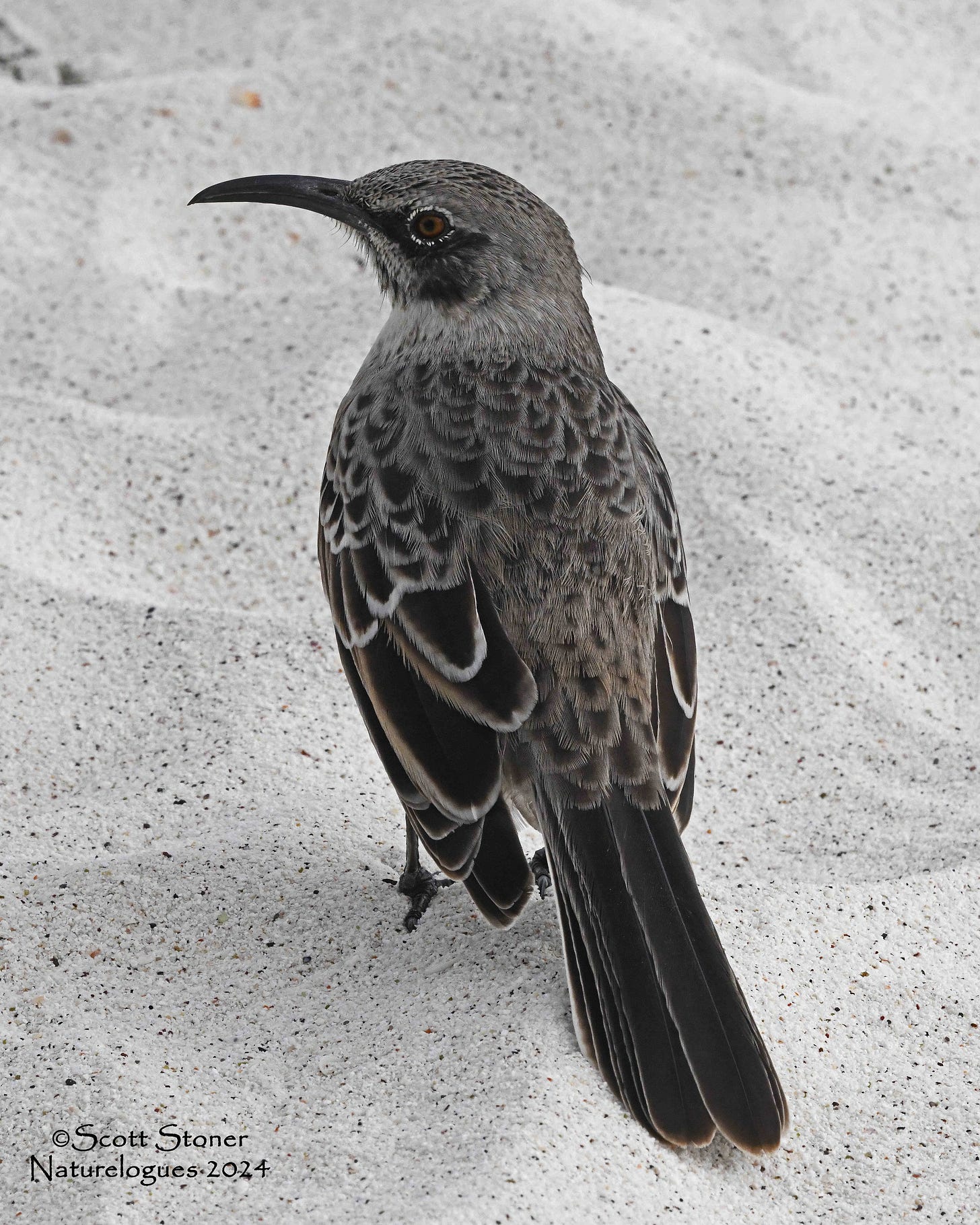 Mockingbirds of the Galapagos - by Scott Stoner