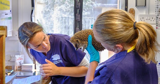 Hugh’s Substack | Hugh Warwick | Substack