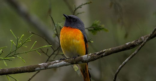 10,000 Birds | Substack