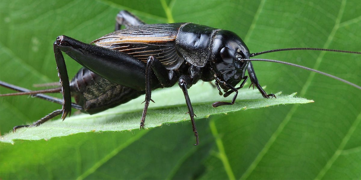 Crickets - by Torrance Stephens