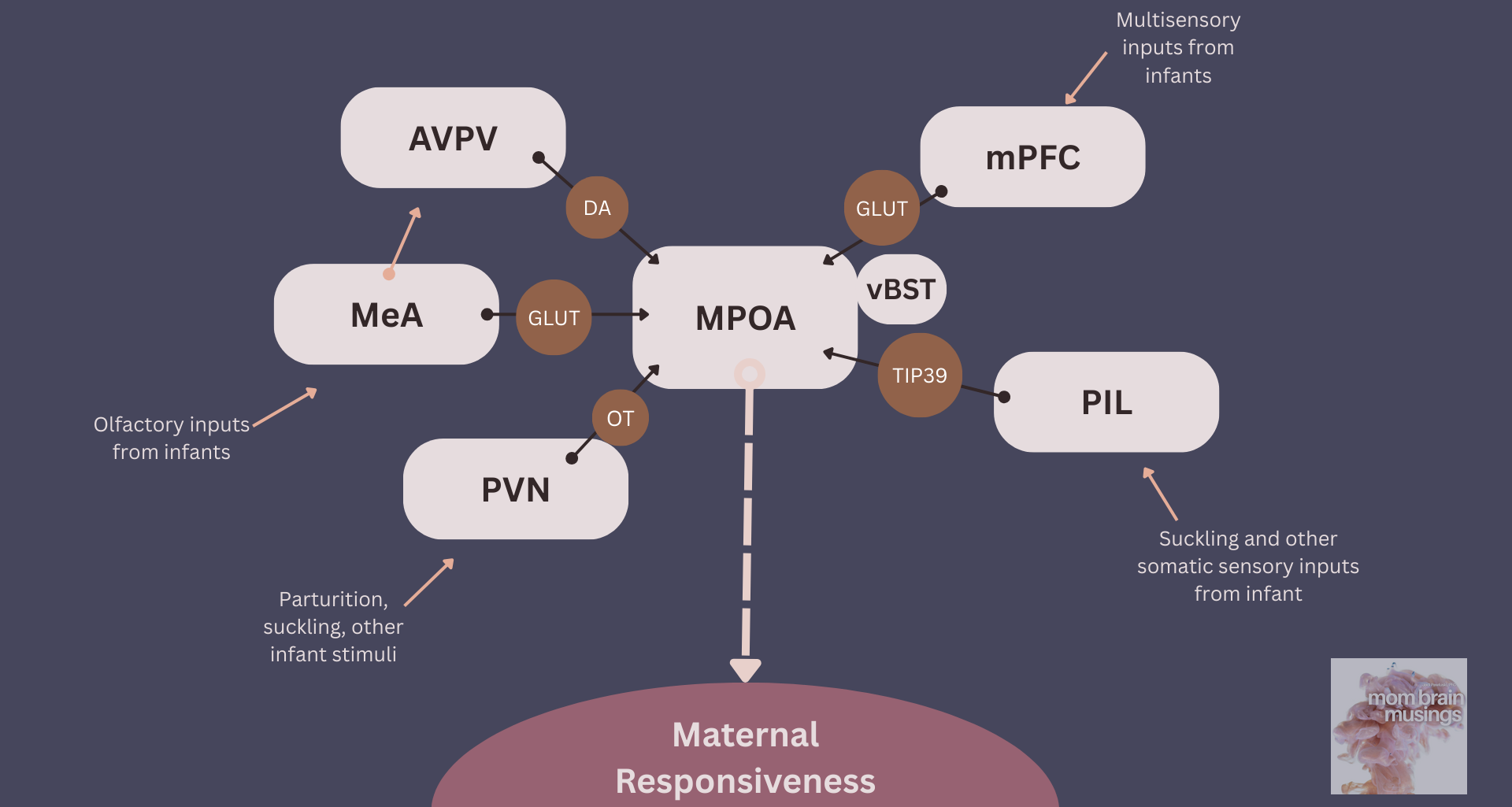 Parental Brain 101: Brain Circuits Regulating Maternal Behaviour (Ch 5)